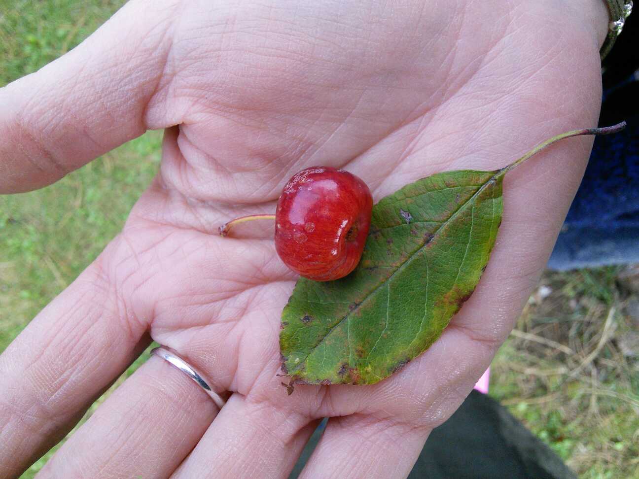 Fruit inconnu - Les Taxinomes