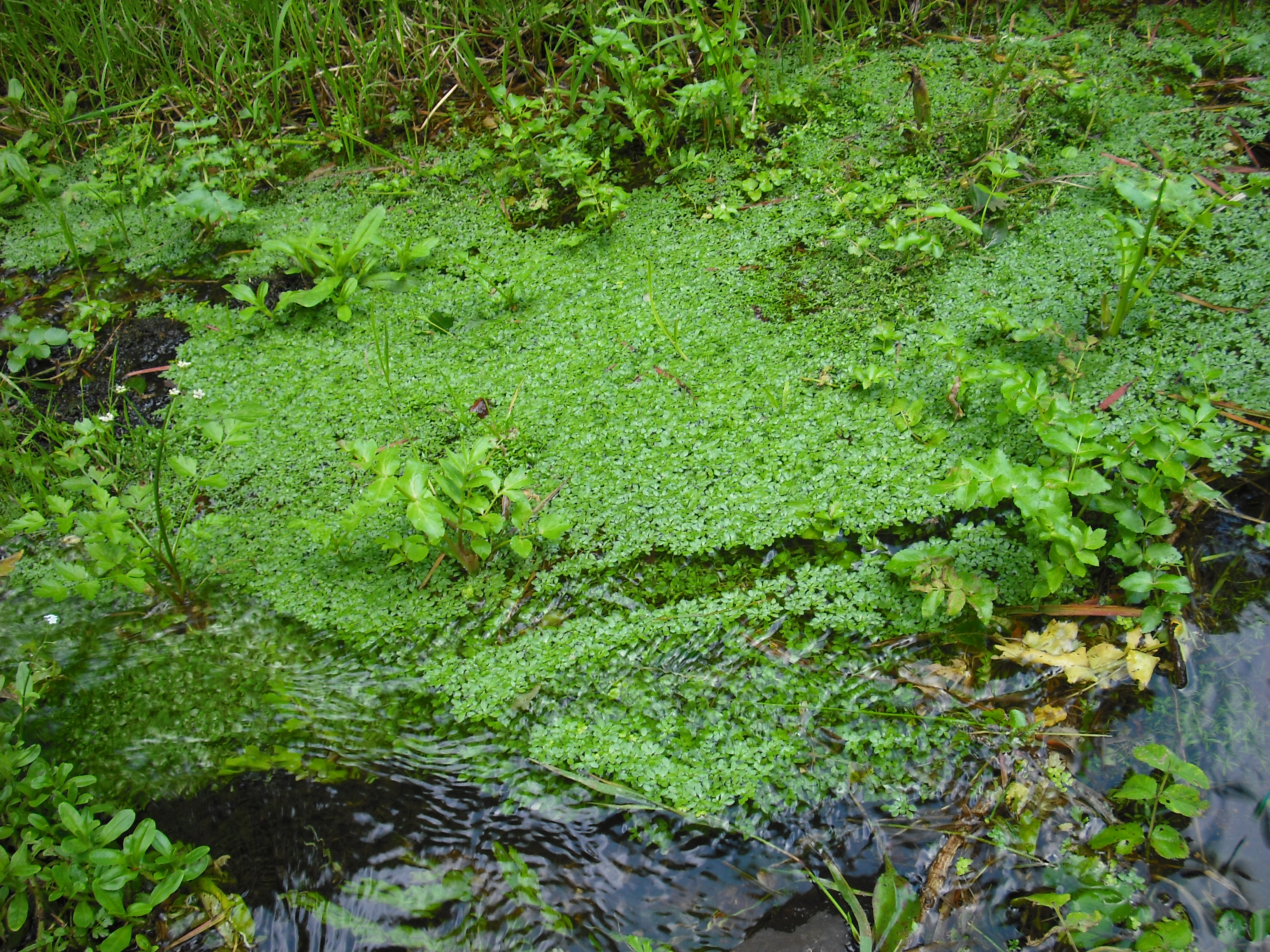 Lentilles D eau Les Taxinomes Lentilles D eau Les Taxinomes