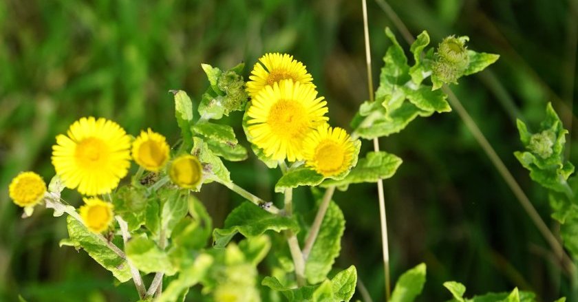 Pulicaire dysentérique - Les Taxinomes