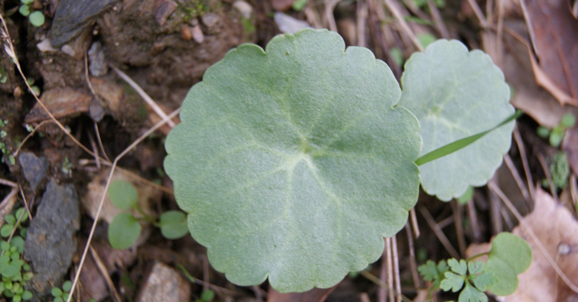 Ombilic des rochers - Les Taxinomes