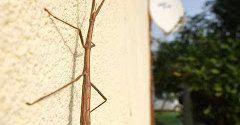 Phasme bâton, Carausius morosus - Les Taxinomes