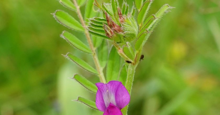 Vesce ou Gesse ? - Les Taxinomes