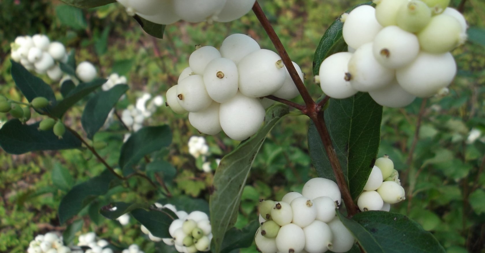 Symphorine blanche, Symphoricarpos albus - Les Taxinomes