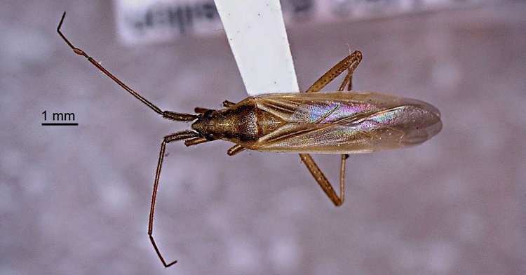 Stenodema vicinium - Les Taxinomes