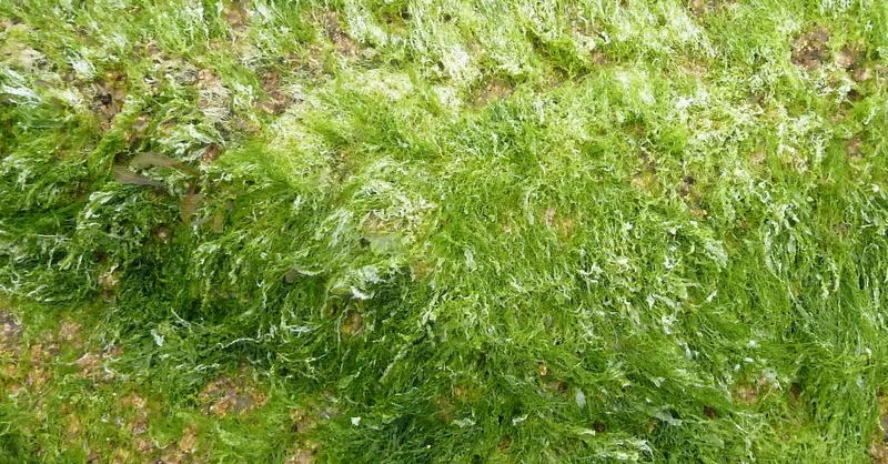 Enteromorphe. (Entéromorpha intestinalis). - Les Taxinomes