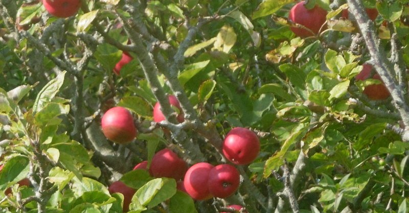 Pommes sauvages à chair rouge - Les Taxinomes