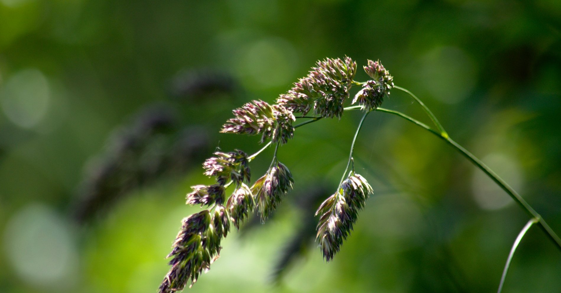 Dactyle pelotonné - Les Taxinomes