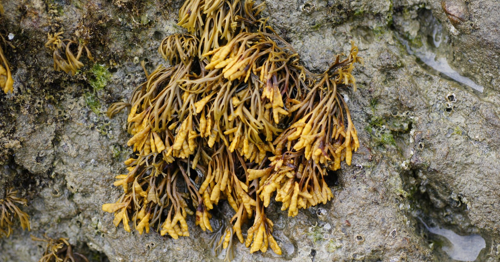 Pelvetia canaliculata - Les Taxinomes