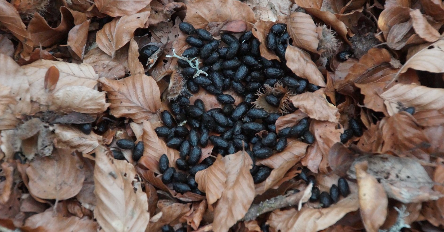 Crottes de Chevreuil - Les Taxinomes