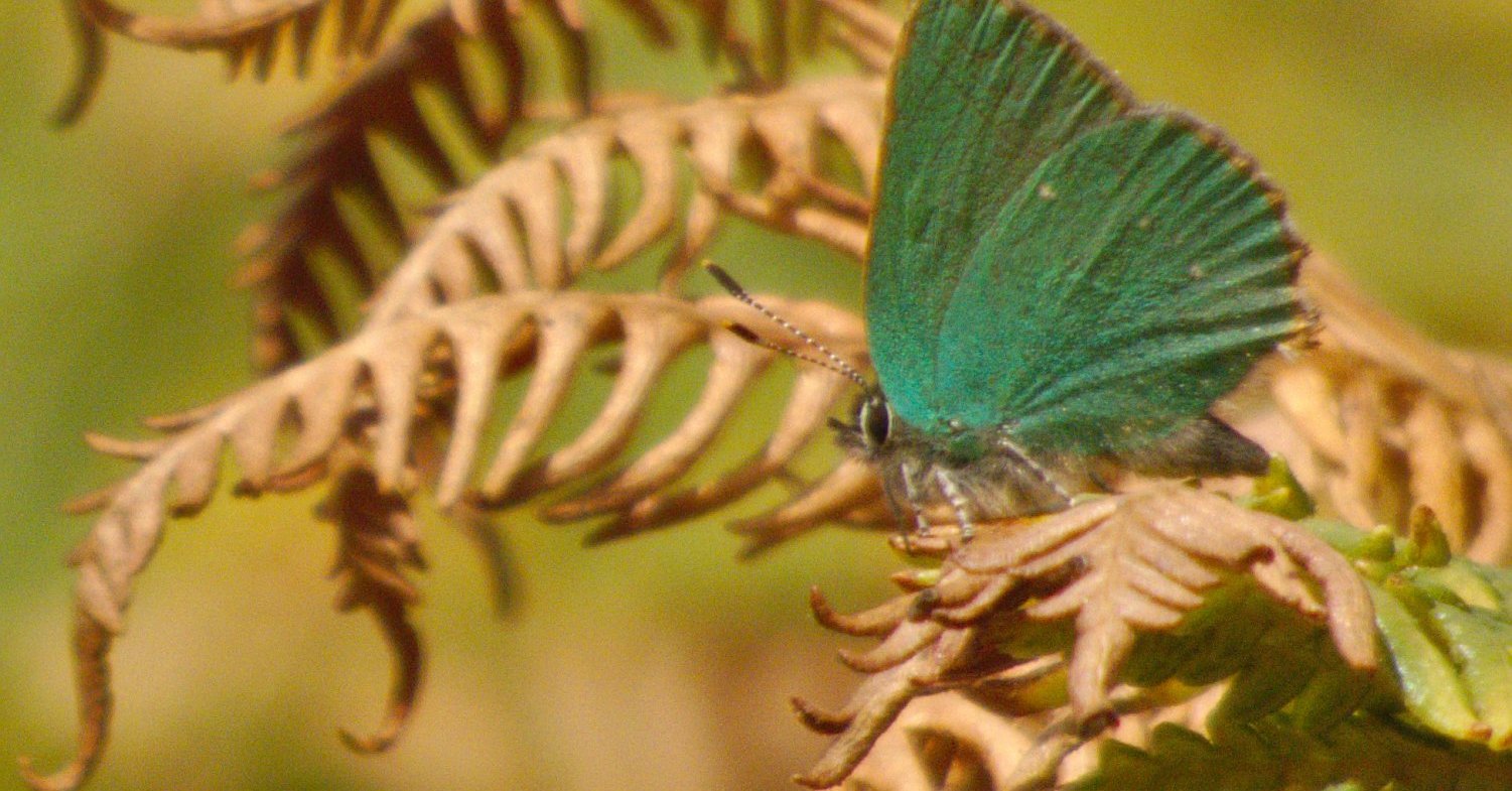 Thécla de la ronce Callophrys rubi - Les Taxinomes
