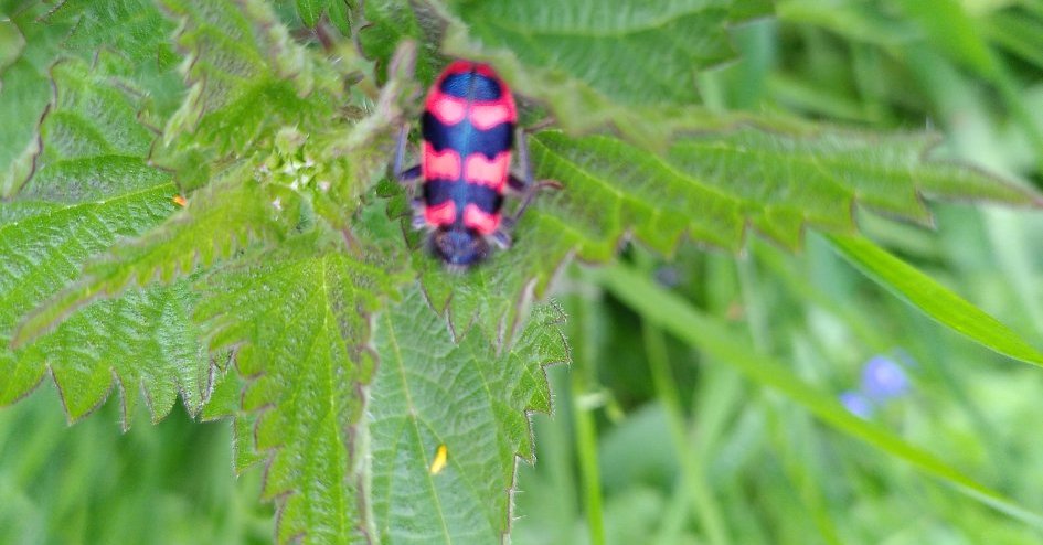 Clairon, Trichodes alvearius, Trichode des ruches - Les Taxinomes