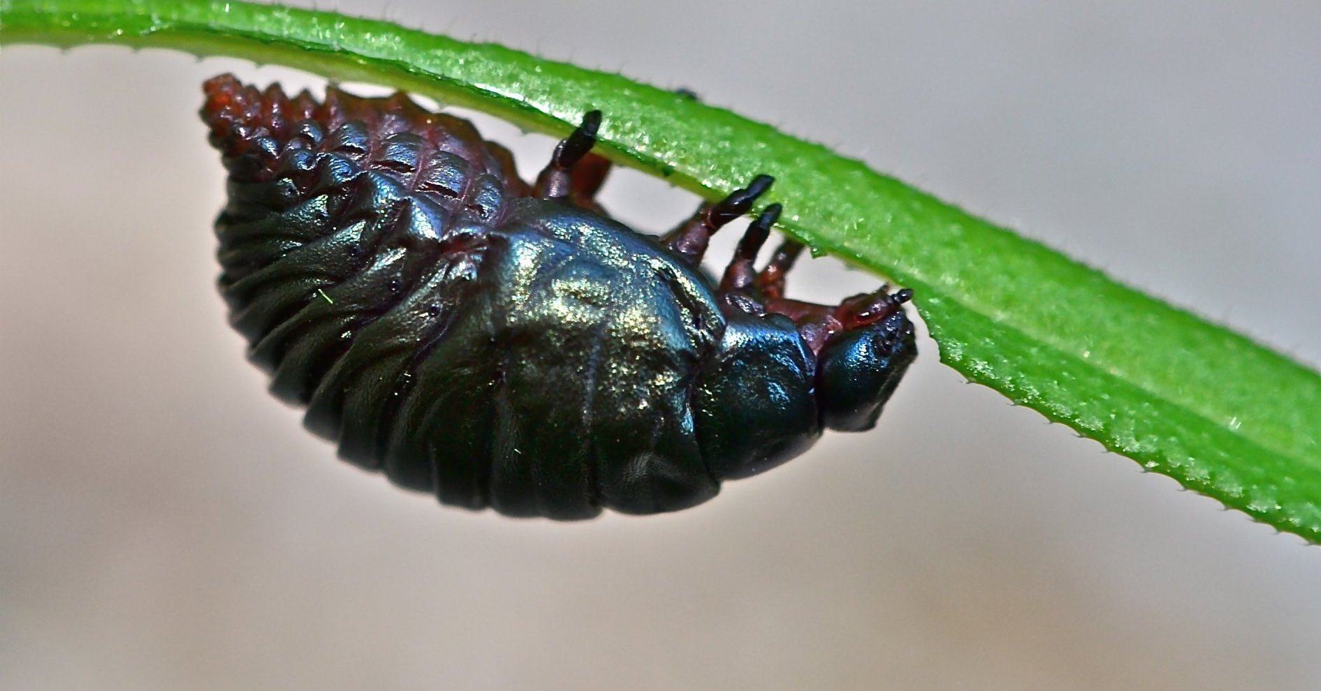 Timarcha sp. larve - Les Taxinomes