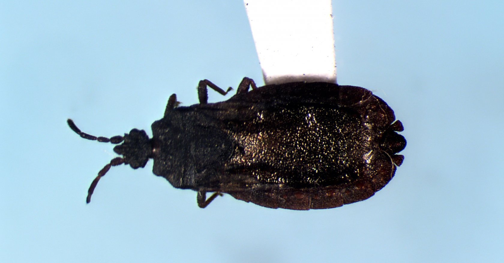 Aneurus inconstans mâle - Les Taxinomes