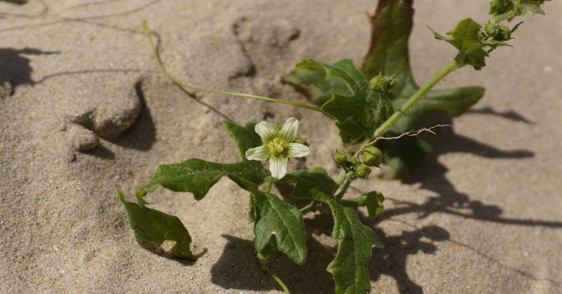 Bryone - Les Taxinomes