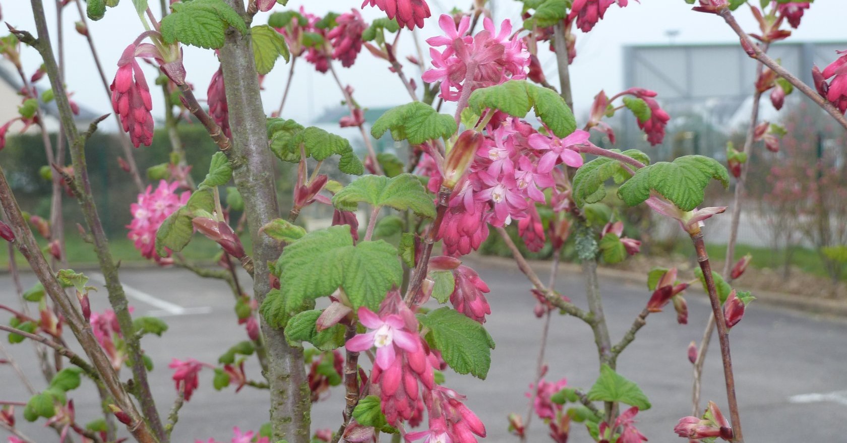 Groseillier à fleurs - Les Taxinomes