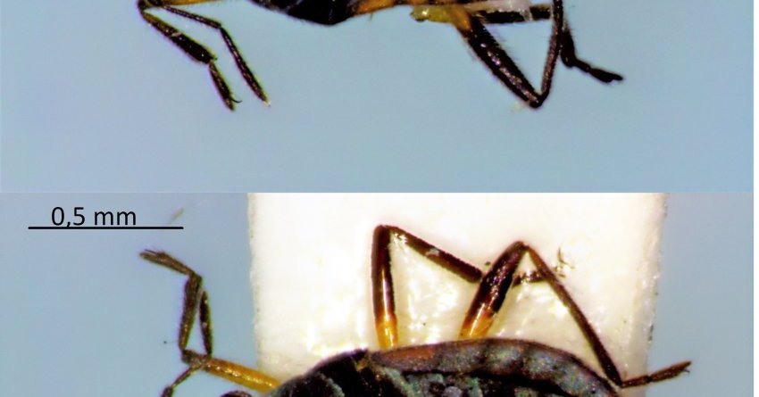 Microvelia pulchella - Les Taxinomes