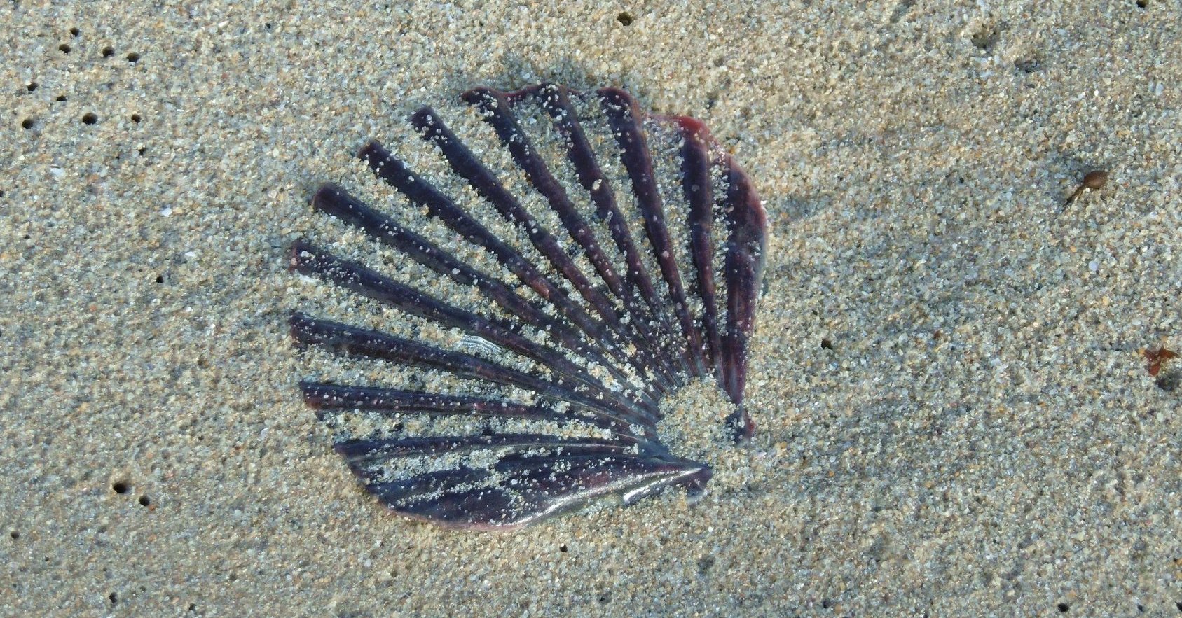 Pétoncle noir (sous réserve) - Les Taxinomes