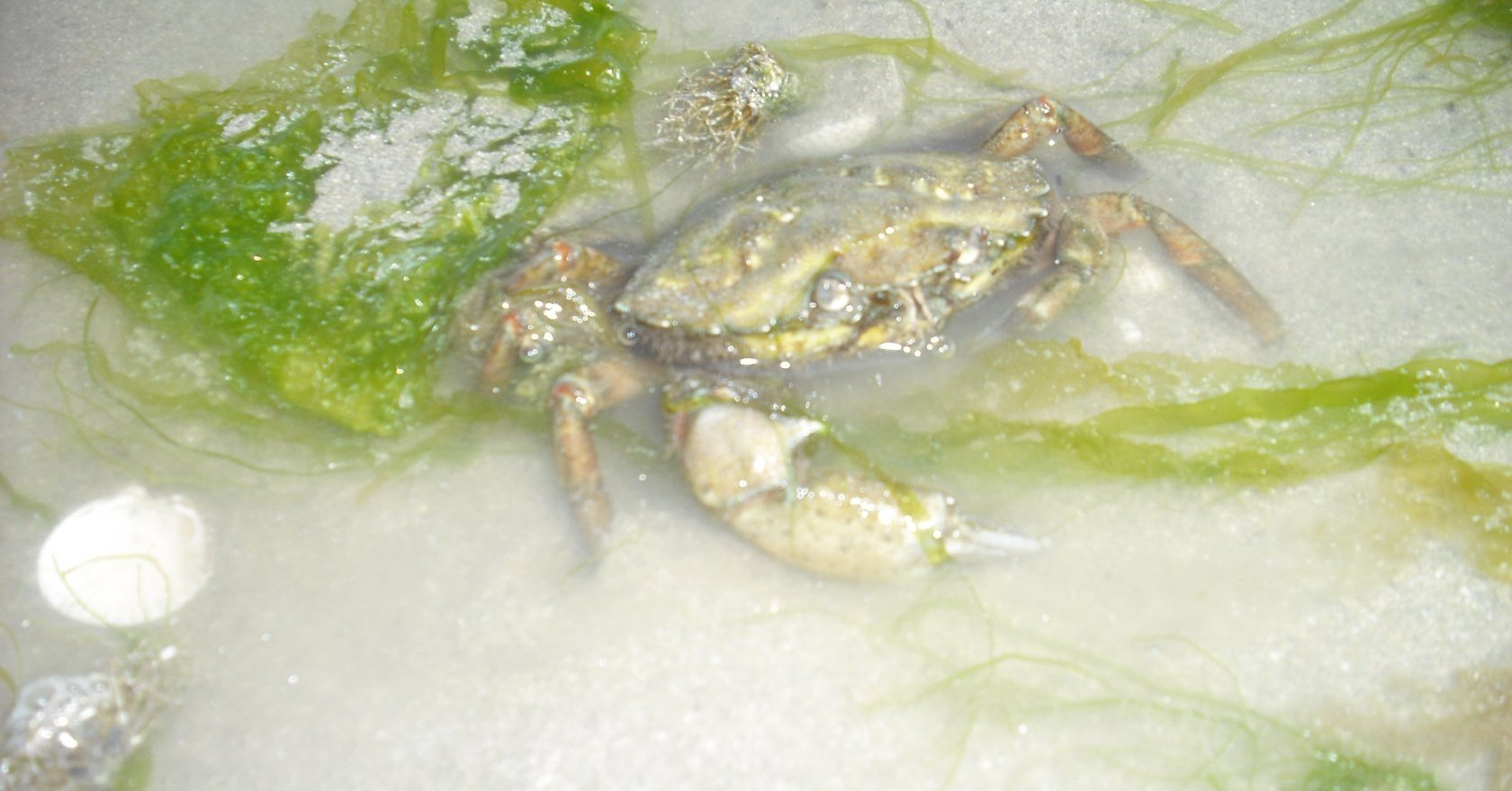 Crabe vert - Les Taxinomes