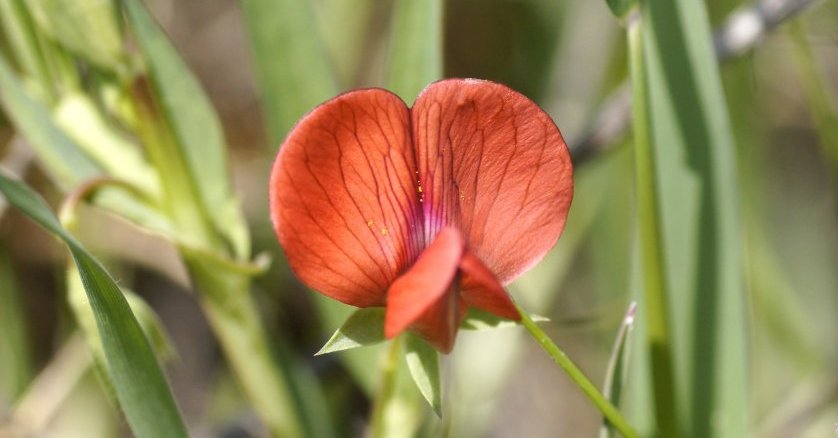 Gesse ou gessette - Les Taxinomes