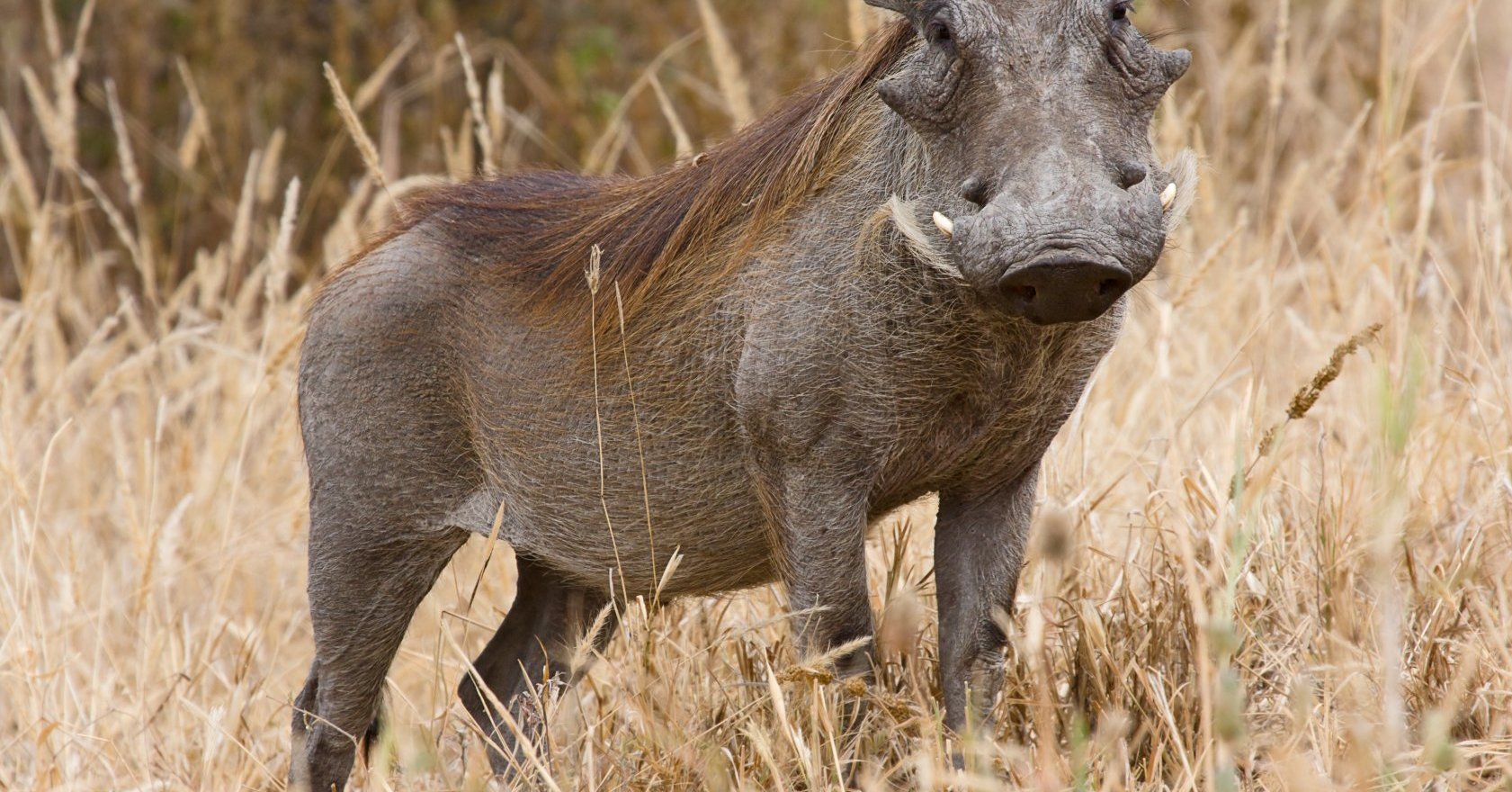 Phacochère verruqueux - Les Taxinomes