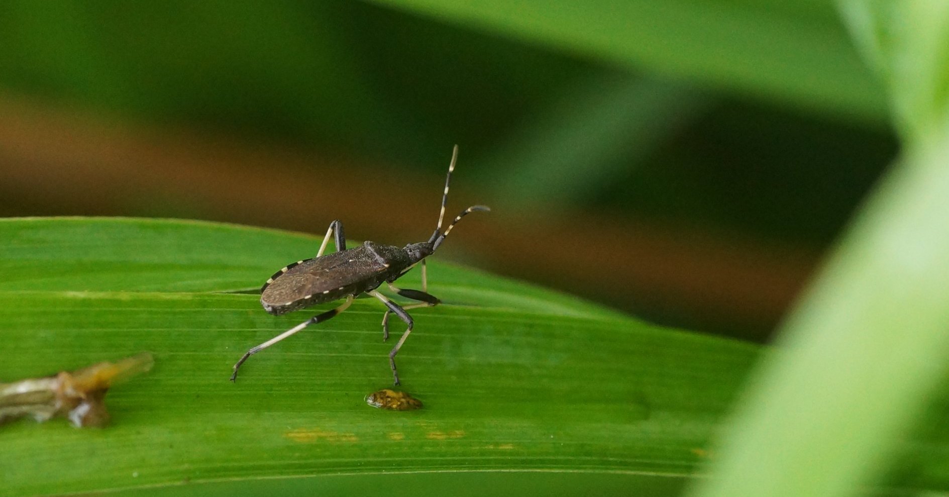 Stenocephalidae sp. - Les Taxinomes