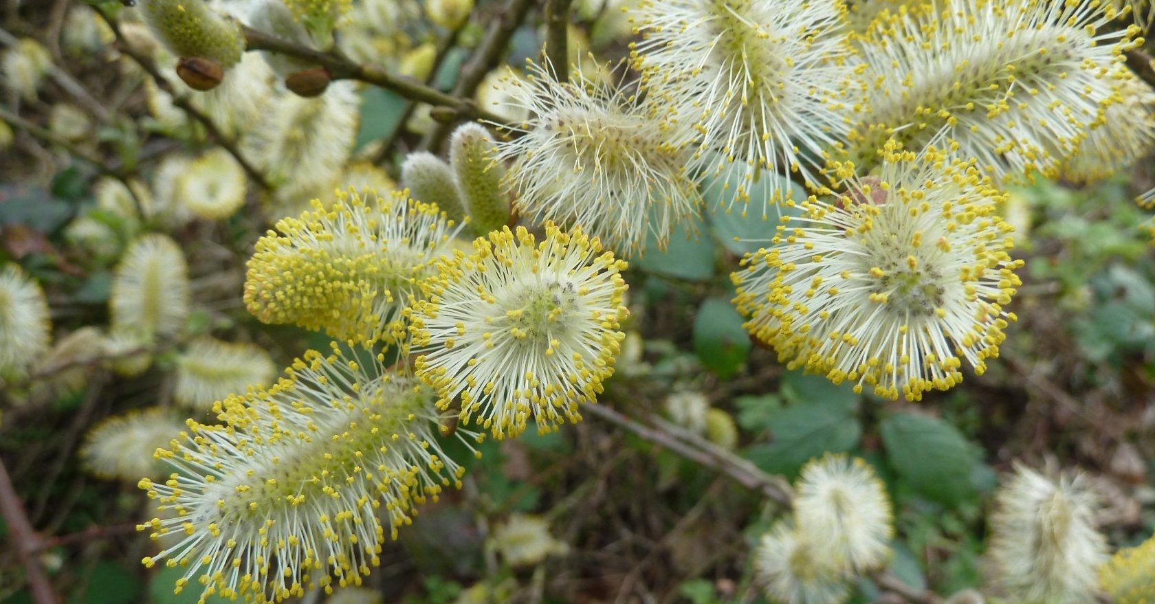 Chatons de saule - Les Taxinomes