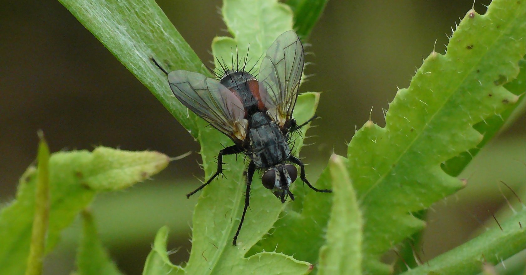 Eriothrix rufomaculatus - Les Taxinomes