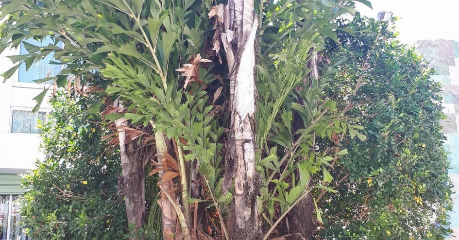 Le palmier Poisson multipliant - Les Taxinomes