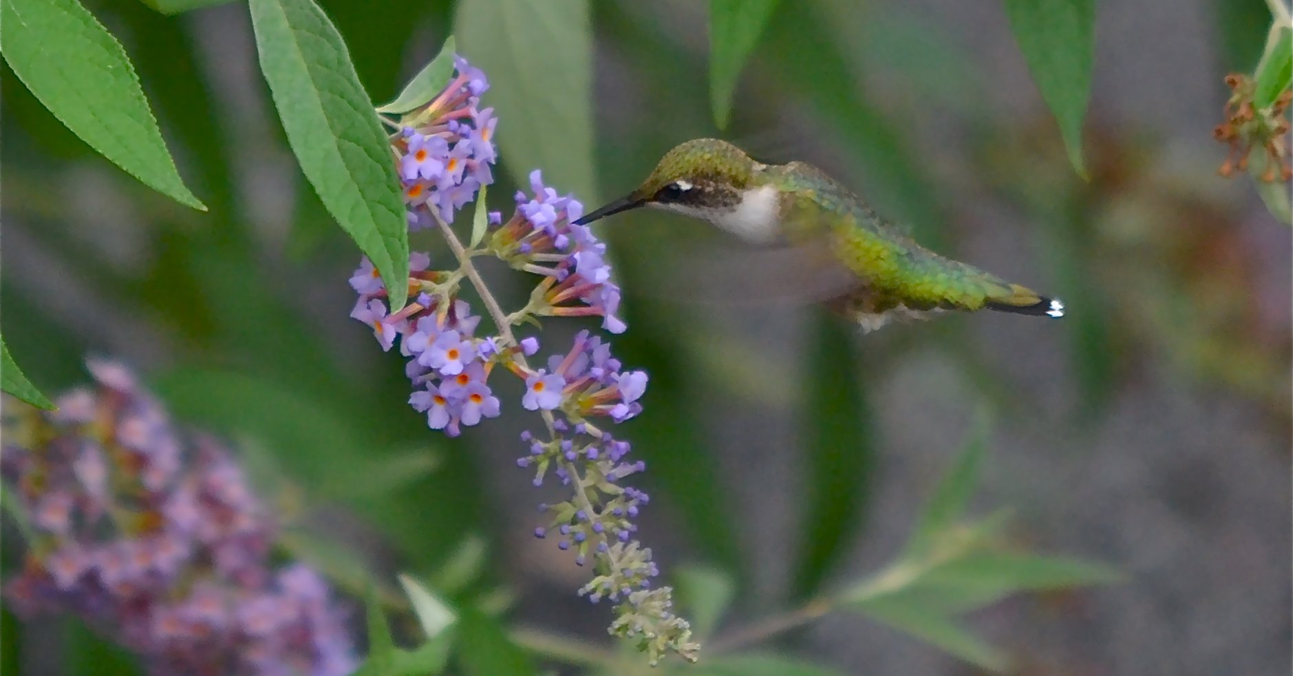 Archilochus sp. (3) - Les Taxinomes