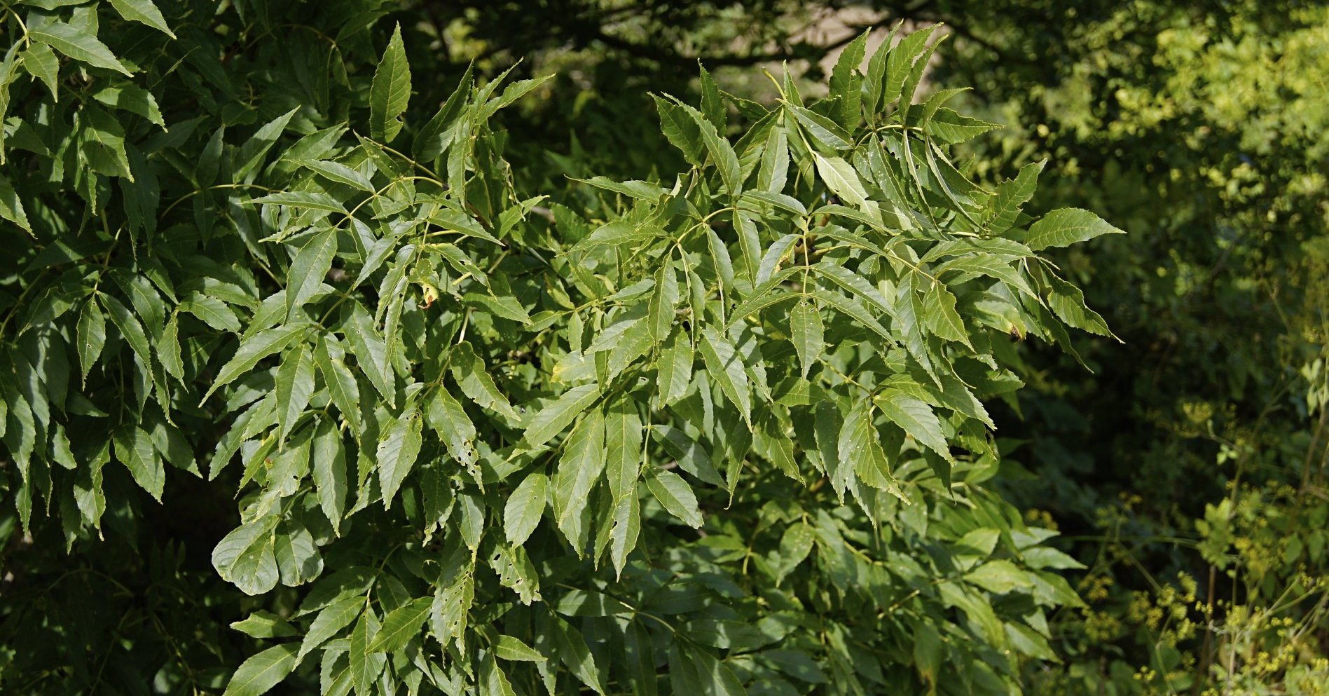 Feuillage du frêne commun - Les Taxinomes