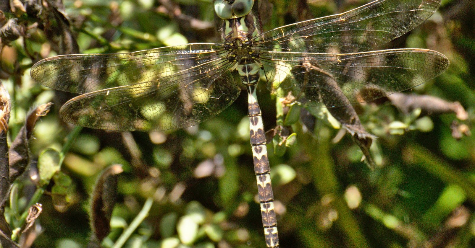 Boyeria irene Spectre paisible mâle - Les Taxinomes