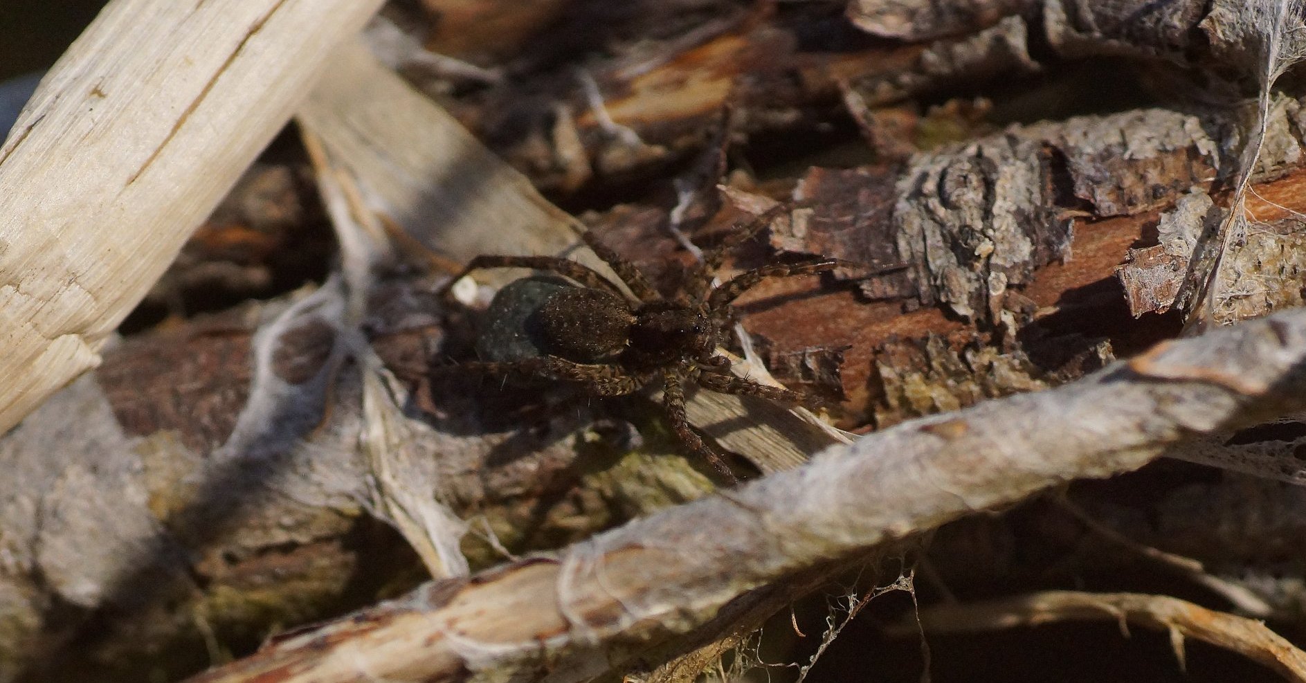 Lycose femelle - Les Taxinomes