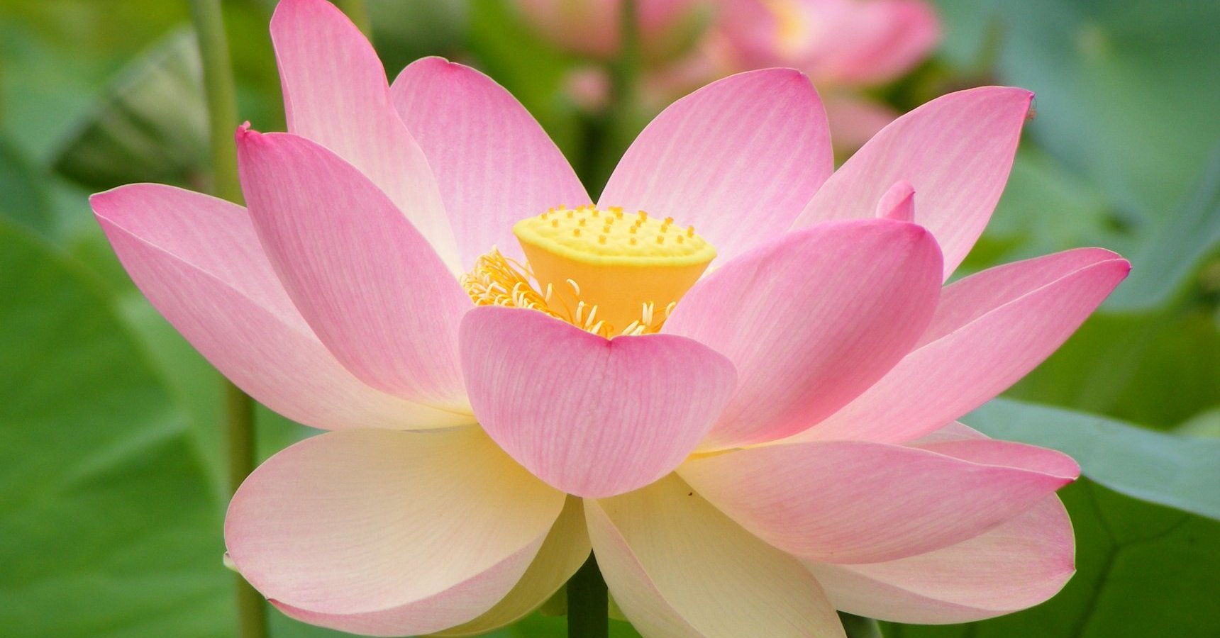 Angiospermes - Les Taxinomes