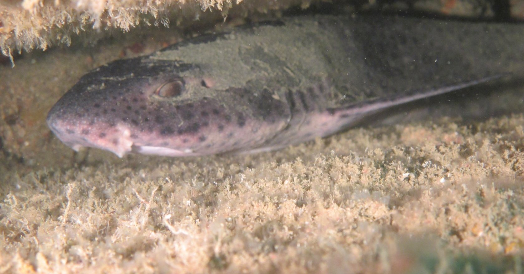 Grande roussette, Scyliorhinus stellaris - Les Taxinomes