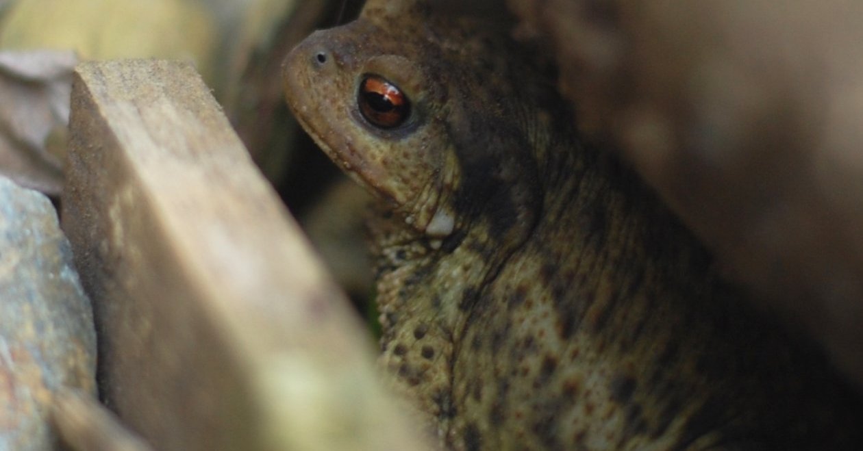 Crapaud commun - Les Taxinomes