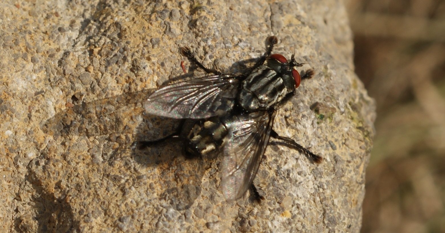 Graphomya maculata - Les Taxinomes