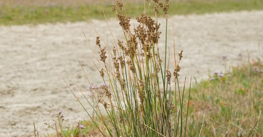 Jonc maritime - Les Taxinomes