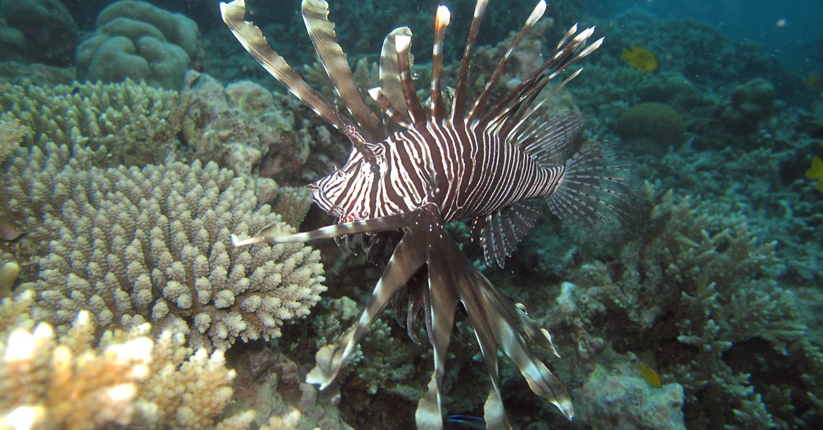 Rascasse volante (Pterois sp.) - Les Taxinomes