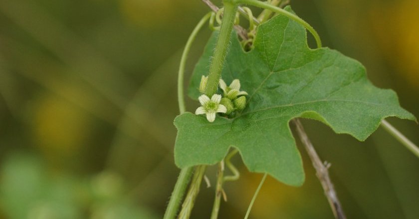 Bryone dioïque - Les Taxinomes