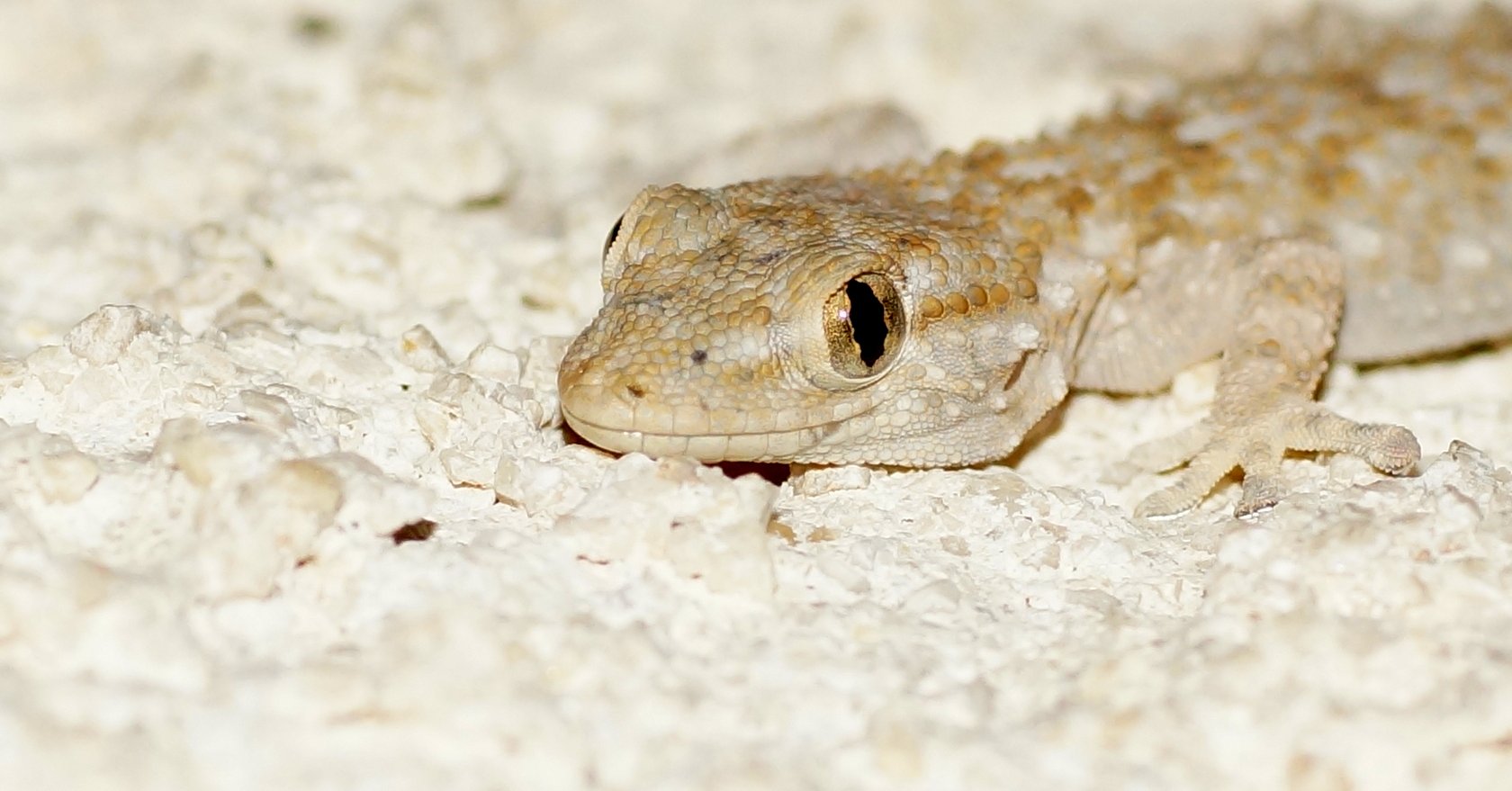 Gecko - Les Taxinomes
