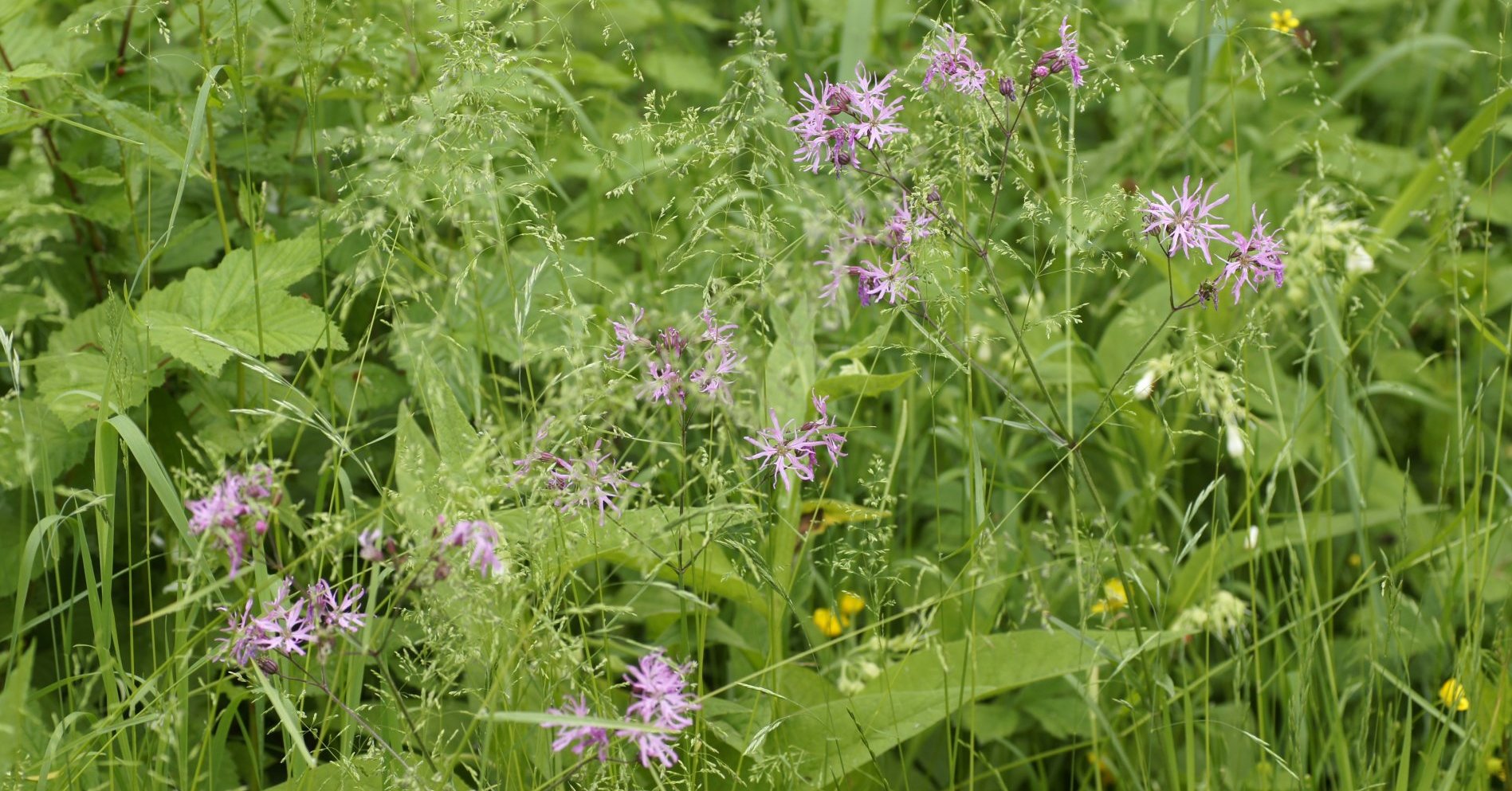 Silene fleur de coucou - Les Taxinomes