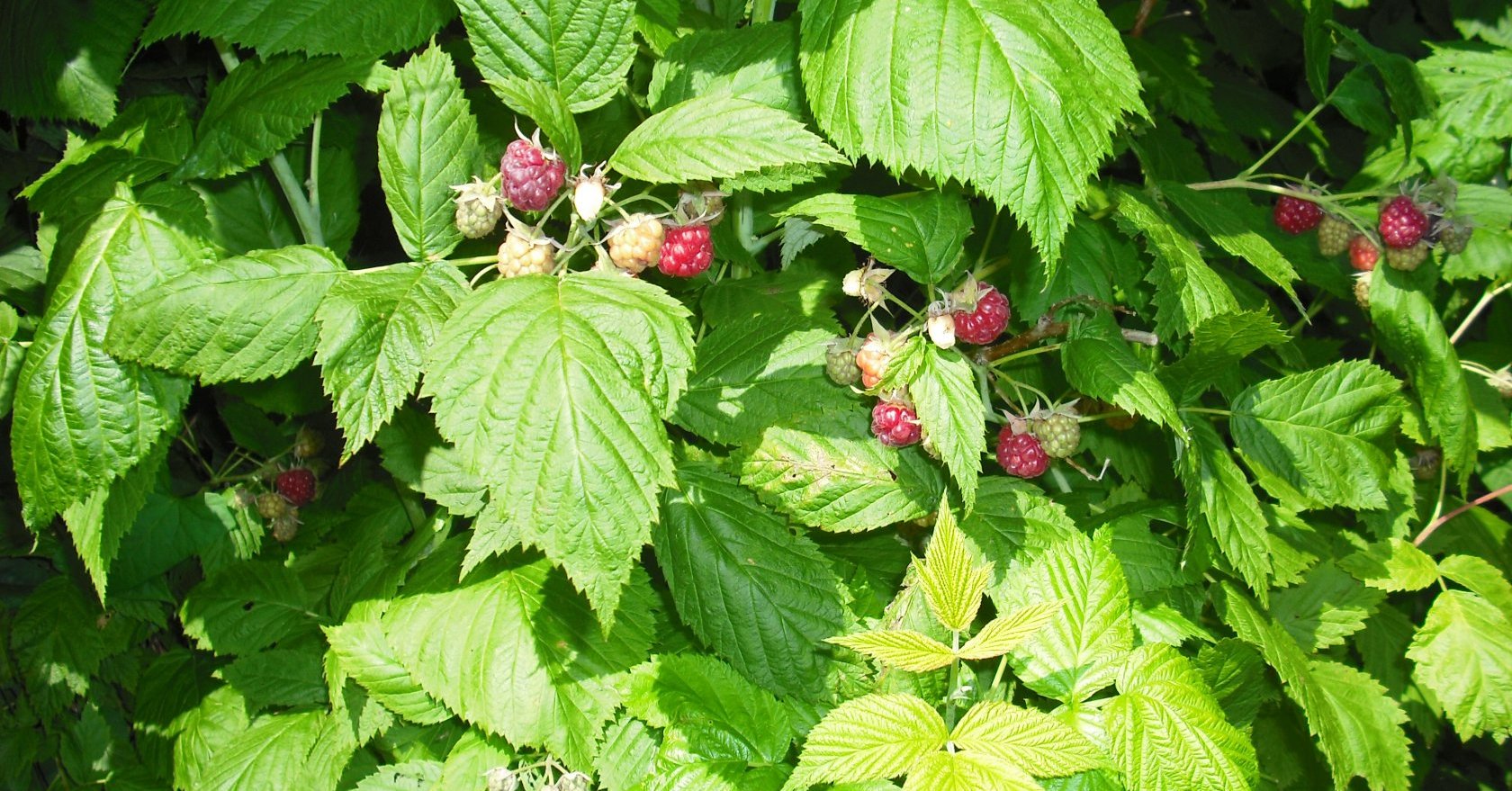 Framboisier. une belle légende... - Les Taxinomes