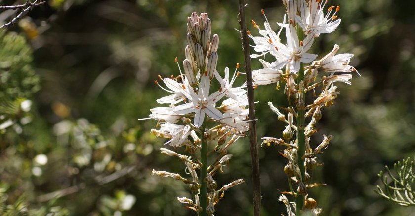 Asphodelus sp. - Les Taxinomes