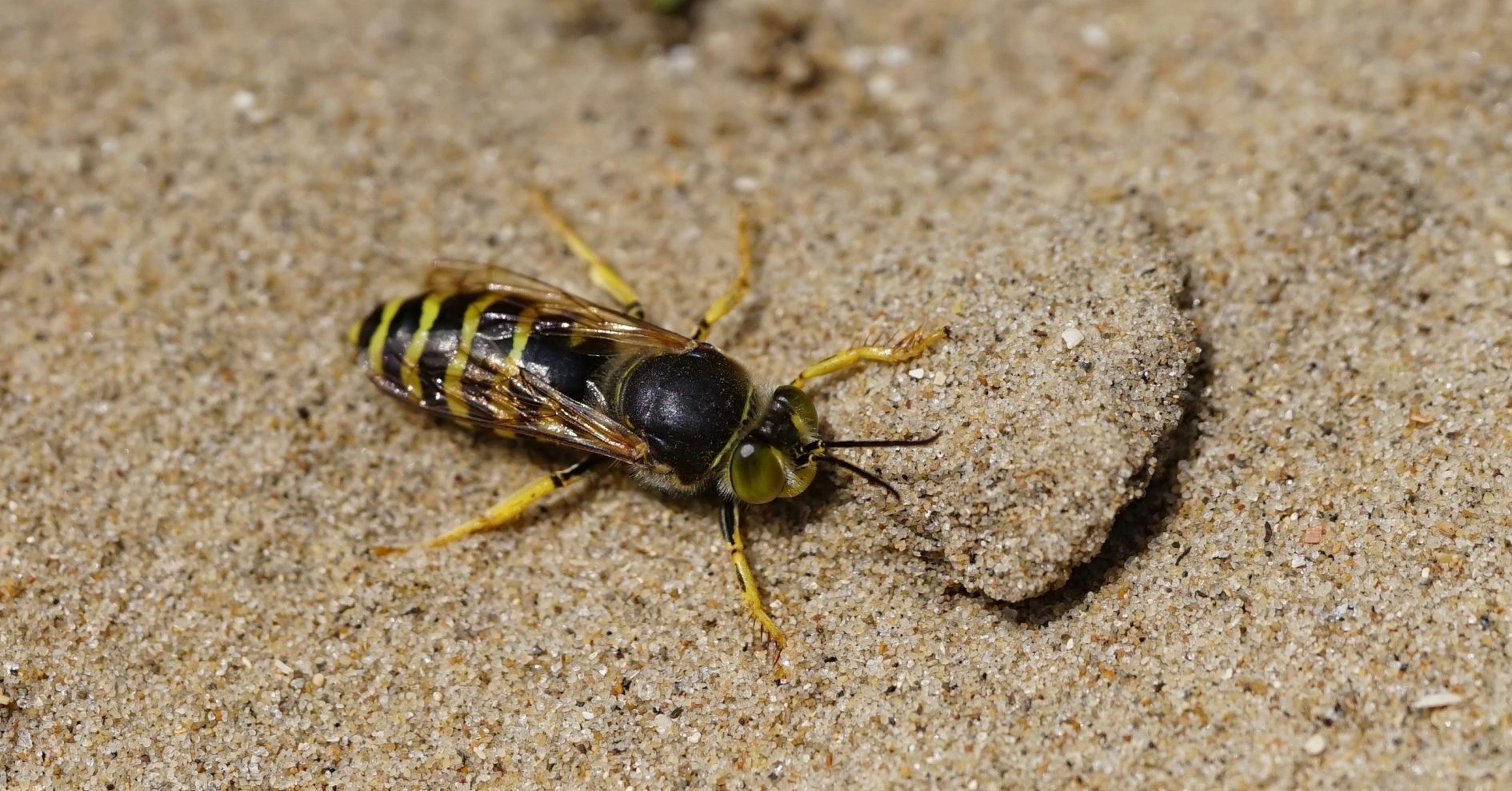 Bembix rostrata - Les Taxinomes