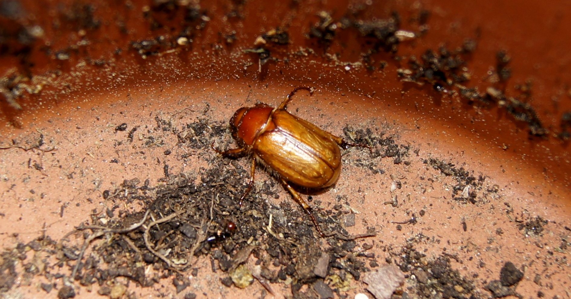 Rhizotrogus sp. ? - Les Taxinomes