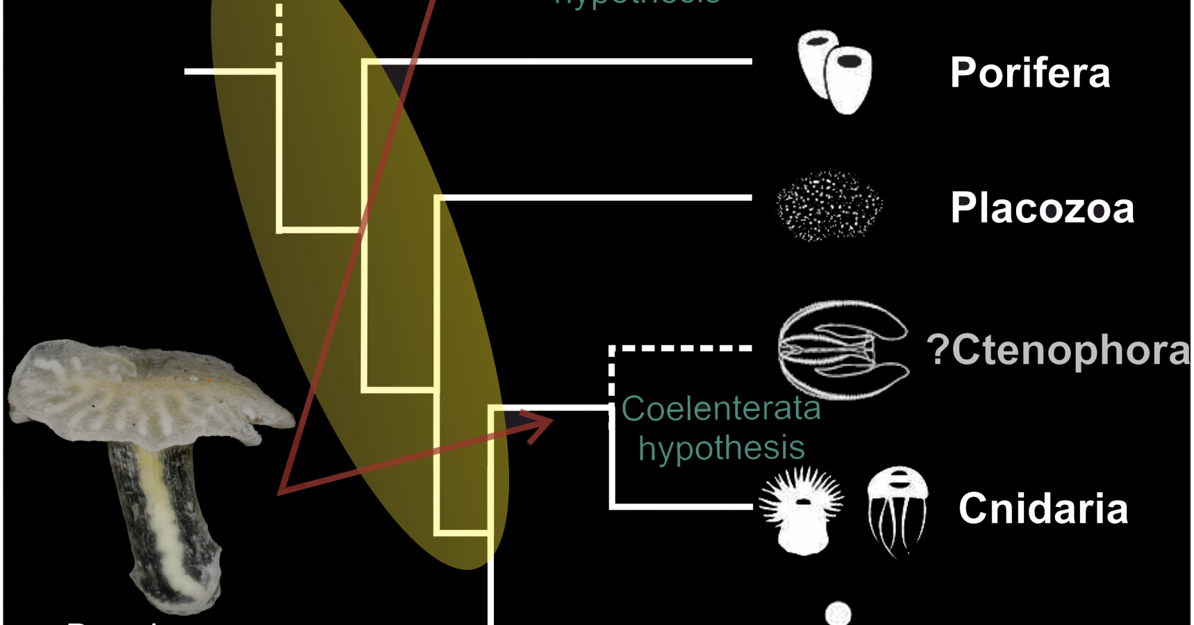 Comment classifier le Dendrogramma ? - Les Taxinomes