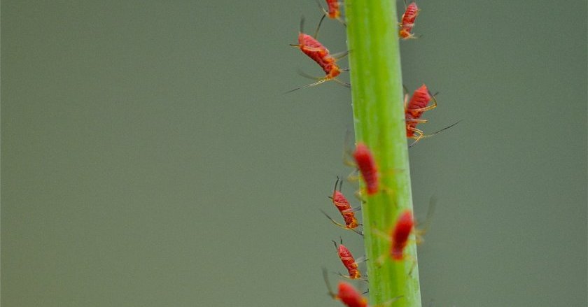 Aphididés - Les Taxinomes
