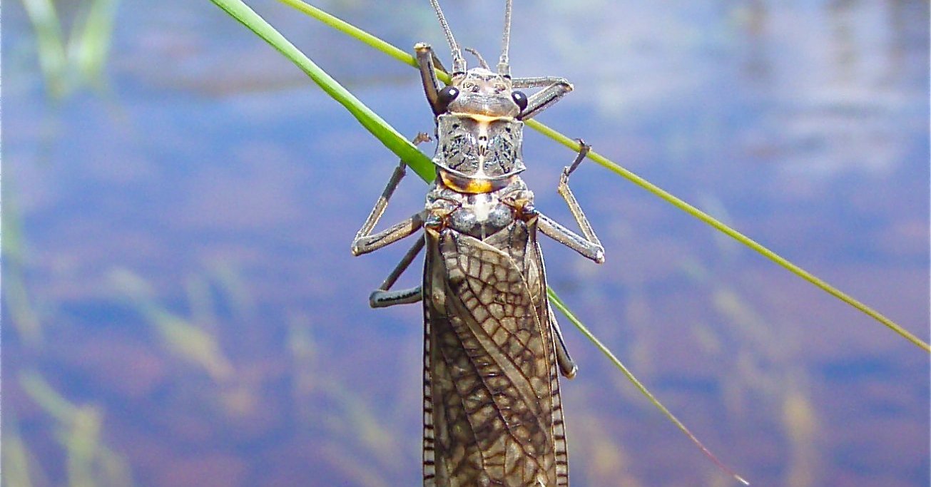 Plécoptères - Les Taxinomes