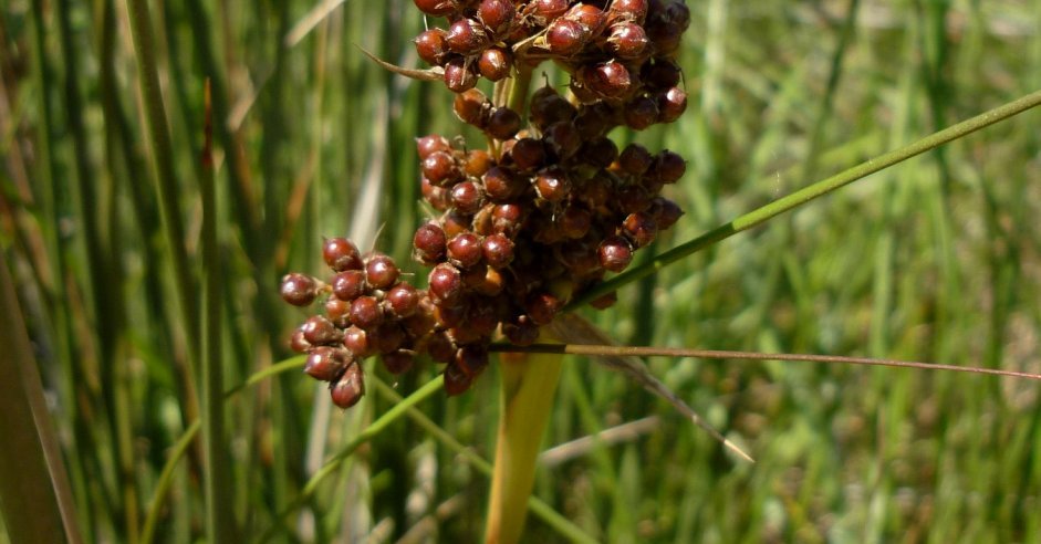Jonc de mer ou jonc diffus - Les Taxinomes