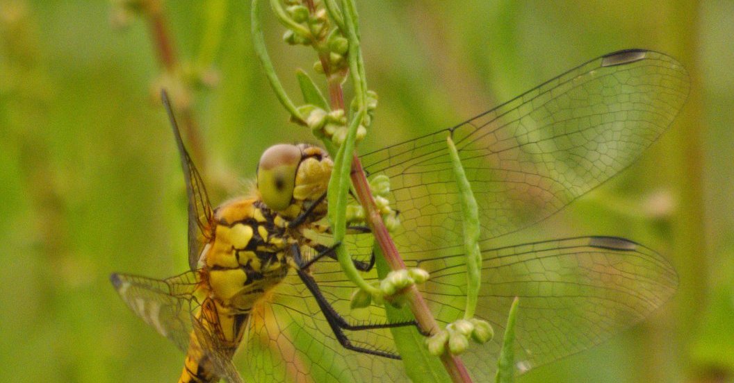 Sympetrum rouge sang Sympetrum sanguineum femelle - Les Taxinomes